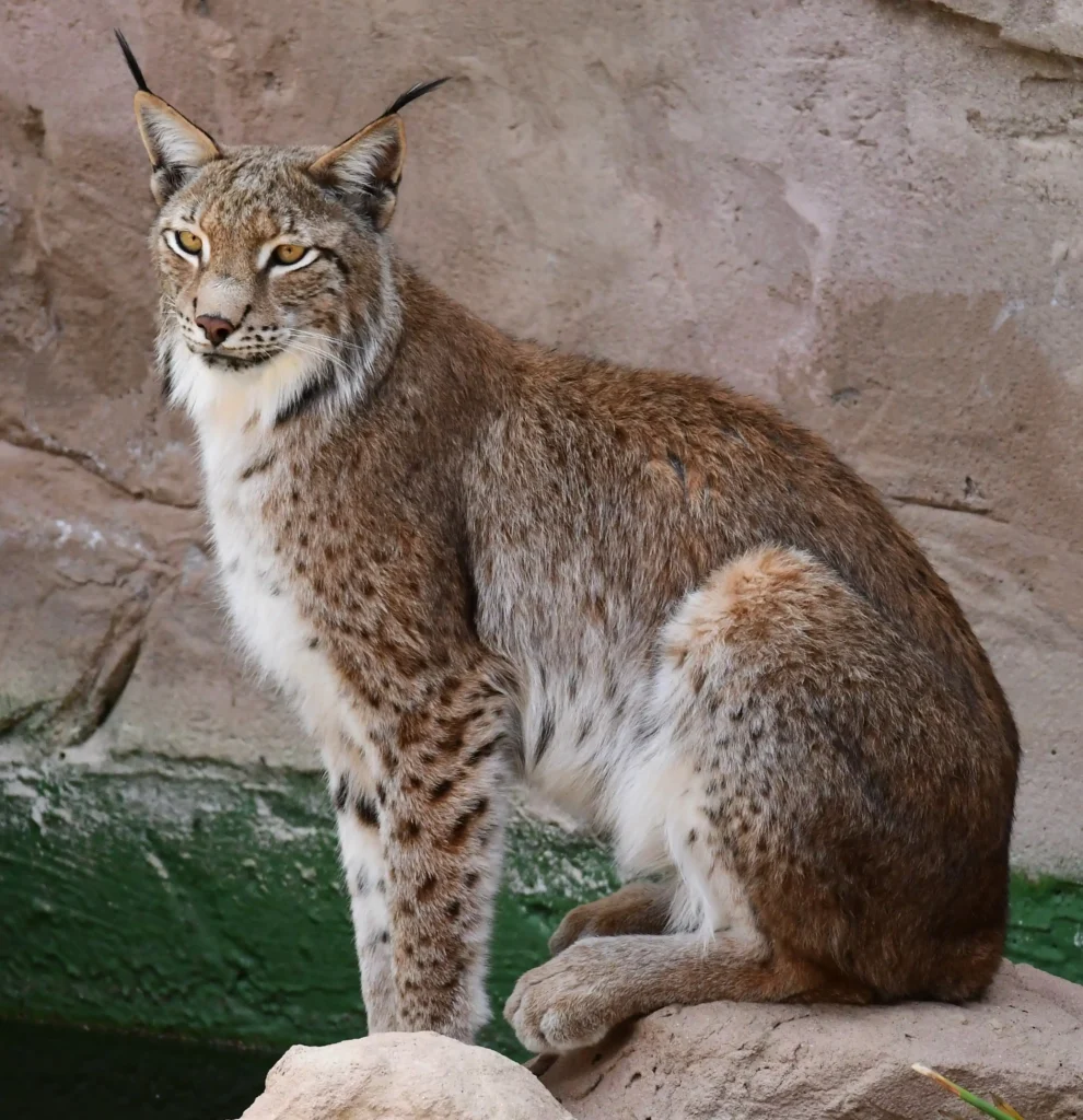 Eurasian lynx - Rancho Texas