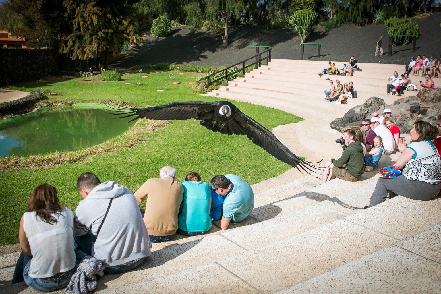 Condor of the Andes - Rancho Texas