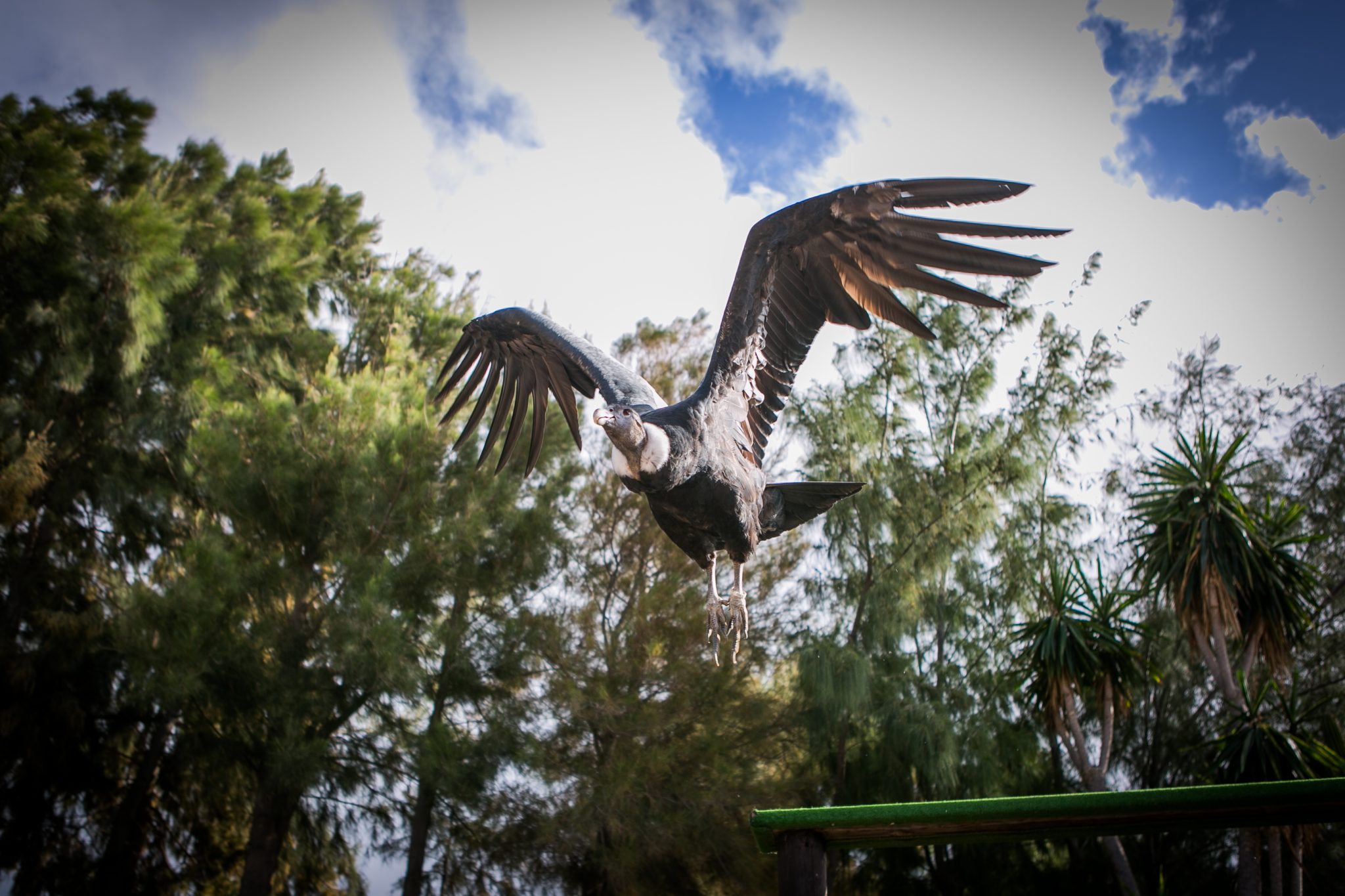 Condor of the Andes - Rancho Texas