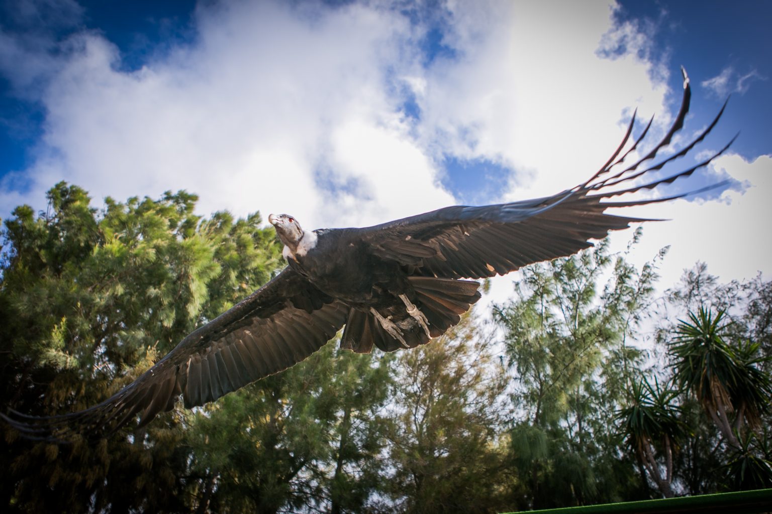 Condor of the Andes - Rancho Texas